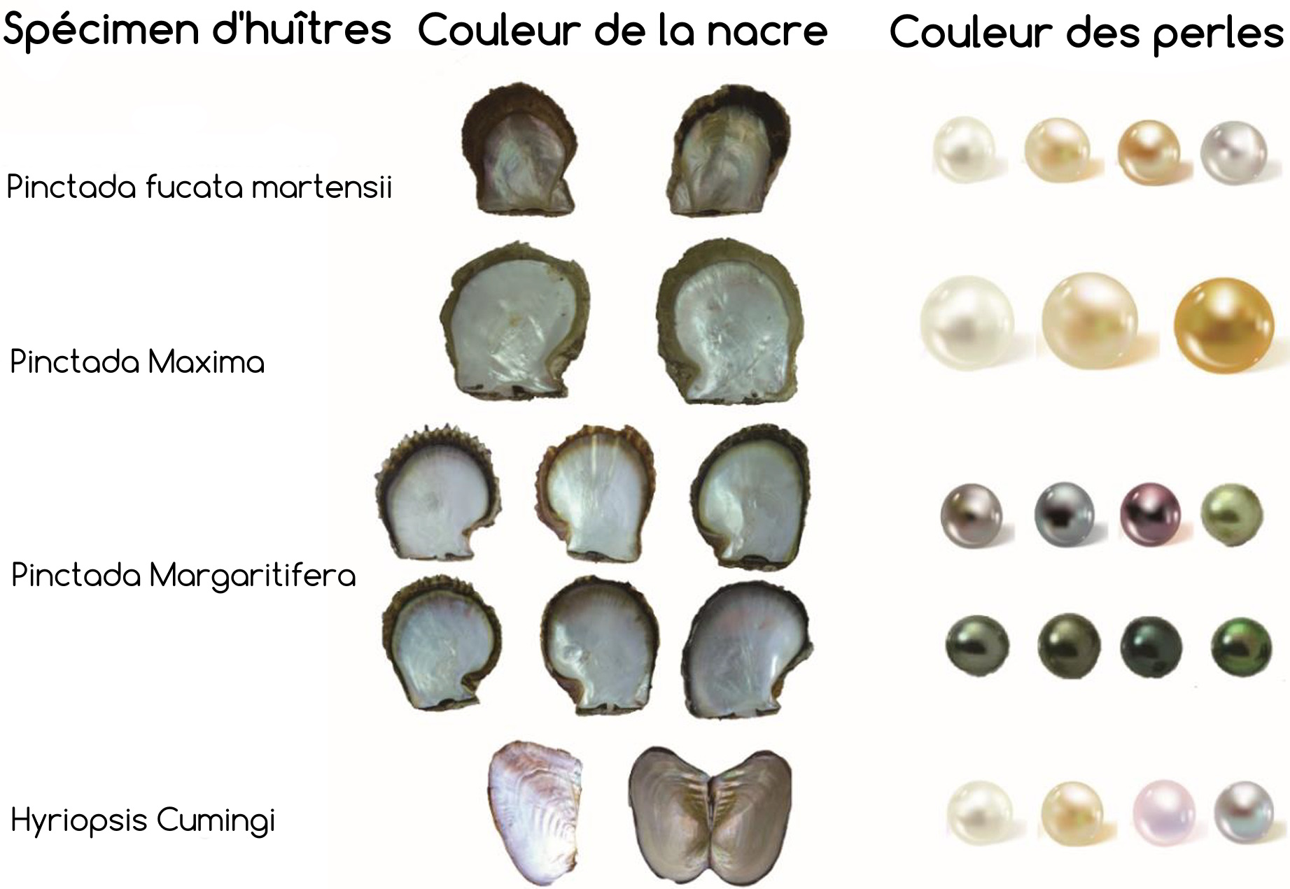 Quels sont les mollusques producteurs de Perles de culture